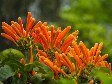 炮仗花，别名：黄鳝藤；紫葳科、炮仗藤属藤本，具有3叉丝状卷须。叶对生；雄蕊着生于花冠筒中部，花丝丝状，花药叉开。初夏红橙色的花朵累累成串，状如鞭炮，故有炮仗花之称。