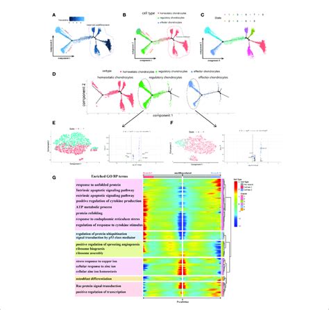 Monocle Pesudotime Trajectories Analysis Revealed The Chondrocytes