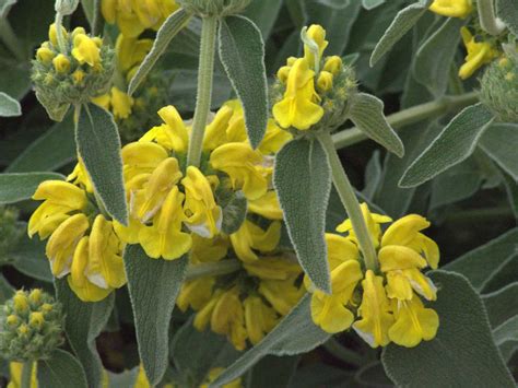 Jerusalem Sage An Easy Ornamental And Resistant Shrub