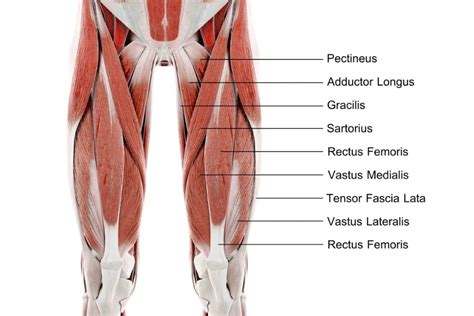 Muscles Of The Lower Limb Mblex Guide