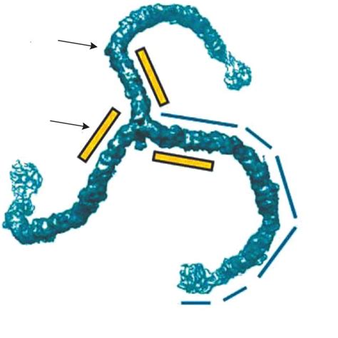 Pdf Clathrin Mediated Endocytosis And Adaptor Proteins