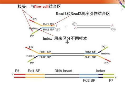 高通量测序的数据处理与分析指北一 知乎