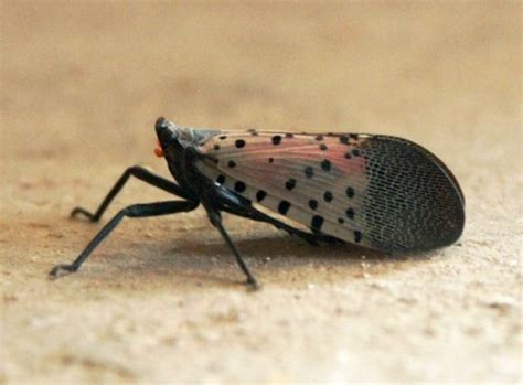Spotted Lanternfly Quarantine Expands Into Montgomery County