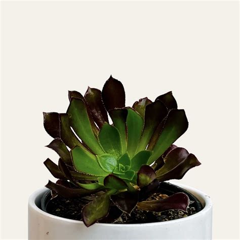 خرید و قیمت گل ناز بشقابی ساکولنت آئونیوم بنفش طراحی فضای سبز و فروش اینترنتی گل و گیاه