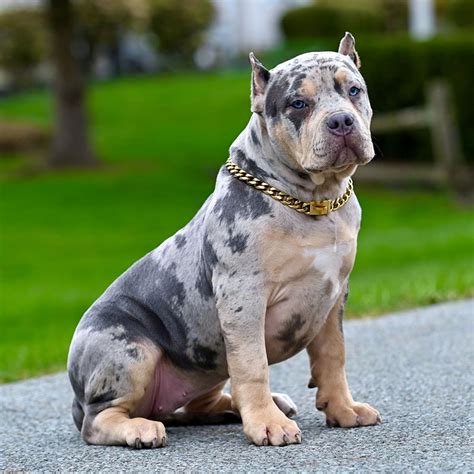 Puppies For Sale Xl And Xxl American Bully Puppies For Sale