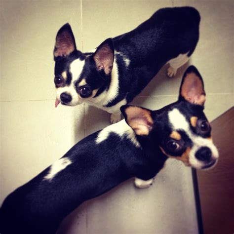 商業電台 【叱咤投票】我最喜愛的男歌手 ⭐7強走勢速報 叱咤樂壇我最喜愛的男歌手7強 截至今日中午12時，排名依筆劃序︰ Mc 張天賦 呂爵安 林家謙 姜濤 陳卓賢