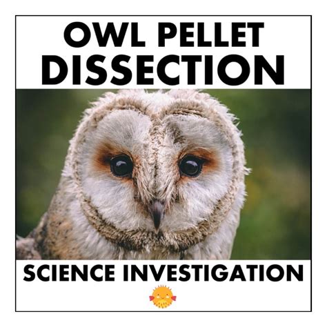Dissecting Owl Pellets Lesson A Fascinating Science Investigation