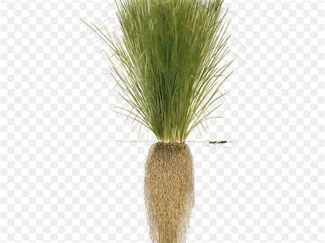 Vetiver Essential Oil Prevaidik Agrotech