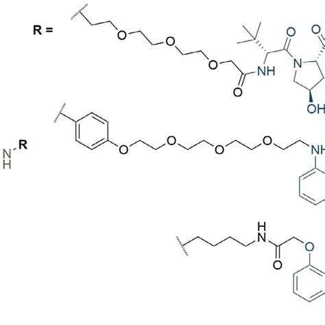 Effect Of Protac Linker Length And Conjugation Site A In A
