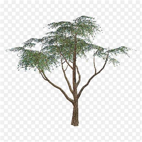 树木 植物 树枝png图片素材下载图片编号6890516 Png素材网