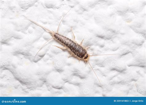 Silverfish Insect Lepisma Saccharina Walking On A White Wall Stock