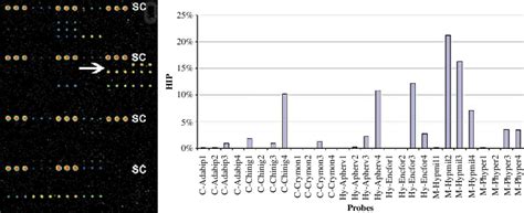 Color Version Available Online Microarray Identification Of H