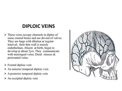 Venous Drainage Of Head Face Neck And Brain Pptx