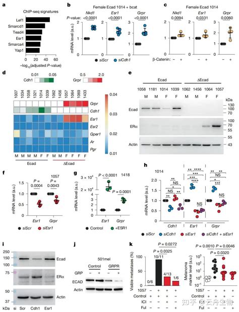 年轻女性癌症风险更高？nature揭秘雌激素驱动的性别特异性转移机制 知乎