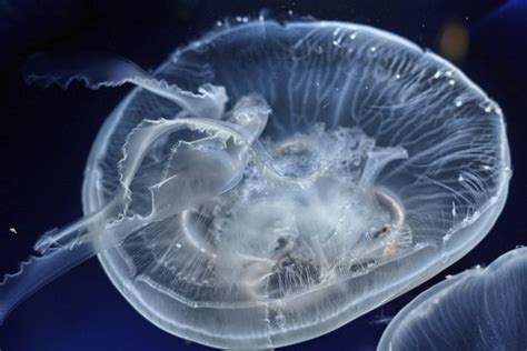 Celenterati Images Parcourir 86 Le Catalogue De Photos Vecteurs Et