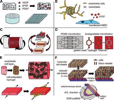 Vascularization Strategies For Tissue Engineering Pdf Download Available