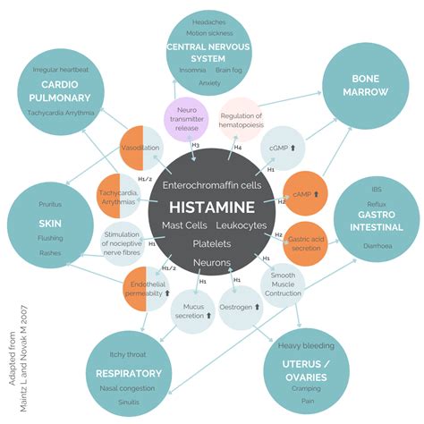 Histamine — Tanya Borowski Ltd