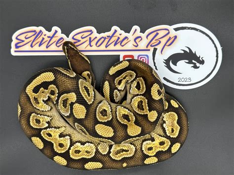 Mystic 66 Het Monsoon Ball Python By Elite Exotics Bp Morphmarket
