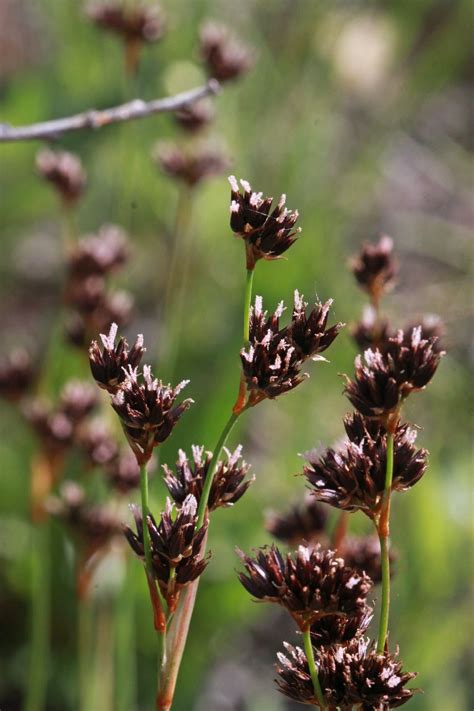 Juncus Saximontanus Picturethis