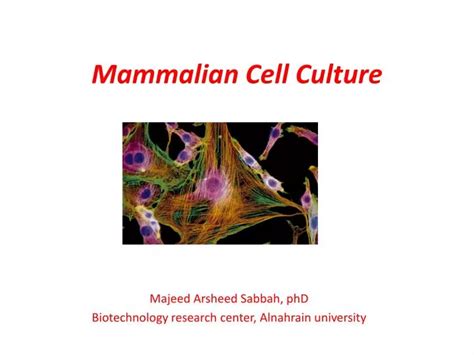 Ppt Mammalian Cell Culture Powerpoint Presentation Free Download Id 2187354