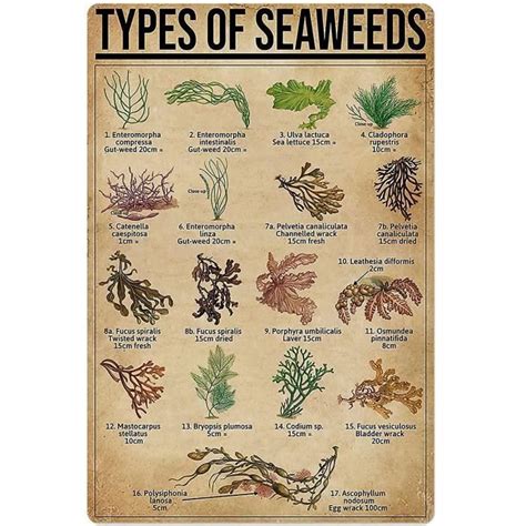 Poster Seaweed Knowledge Metal Tin Sign Types De Seaweeds Chart