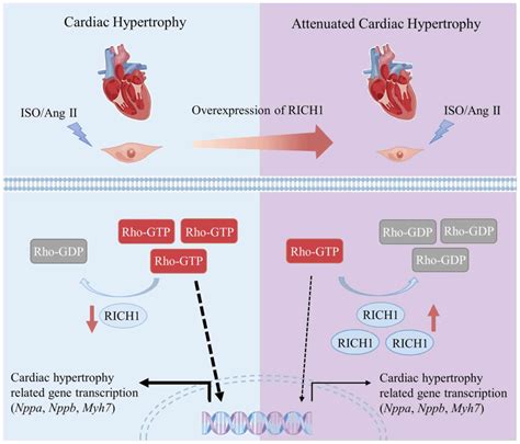 Rich1 Is A Novel Key Suppressor Of Isoproterenol‑ Or Angiotensin Ii