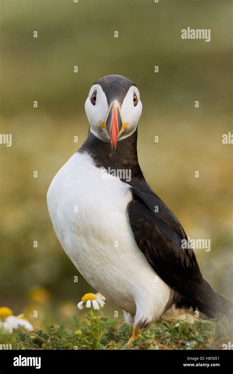 Atlantic Puffin Fratercula Arctica In Breeding Plumage Skomer Island