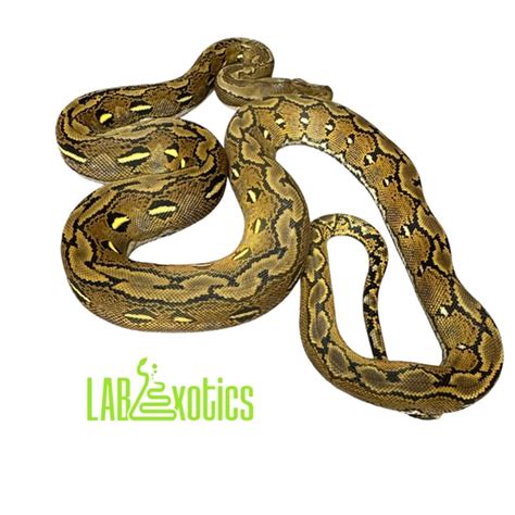 F1 Pure Mindanao Phillipine Southern Reticulated Python By Lab Exotics