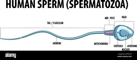 Spermatozoa