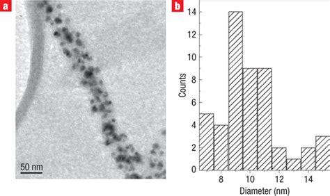 Transmission Electron Microscope Tem Image Of Tmv Pt Conjugate And Download Scientific