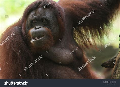 Orangutan Laughing