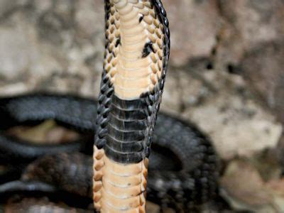 Forest Cobra Description Range Venom Bite And Facts Britannica