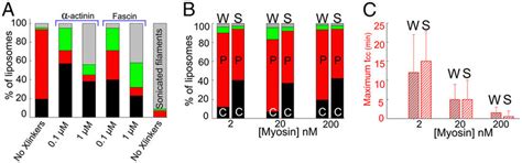 Effect Of Membrane Anchoring And Actin Cortex Cross Linking On Cortex Download Scientific