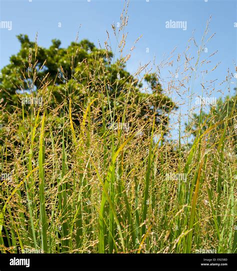 Photos Of Switchgrass At Jordan Moncrieff Blog