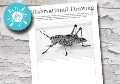 Observational Drawing Of A Locust The Arty Teacher