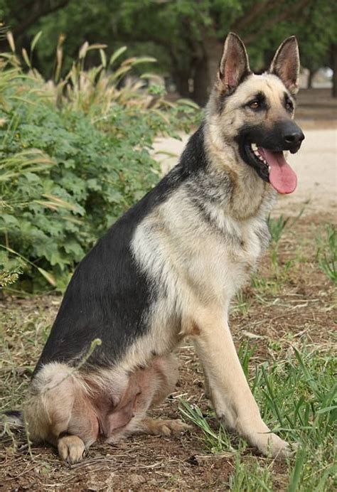 Westside Westside German Shepherd Rescue Of Los Angeles German Shepherd Rescue German