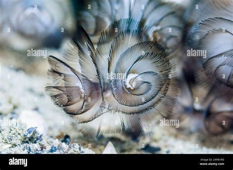 Southern Horseshoe Worm Or Phoronids Tubeworm Phoronis Australis