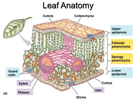 Organismal Biology Introduction To Reproduction Pptx