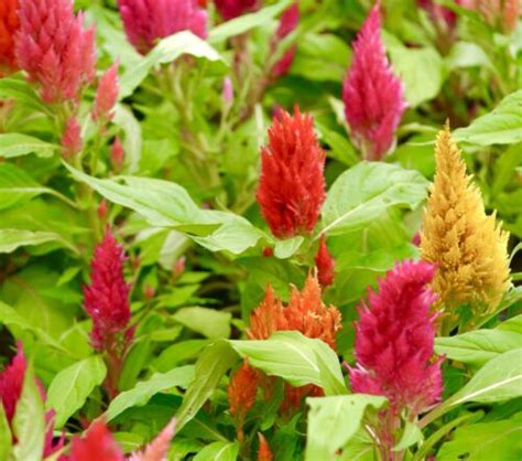 500x Dwarf Plume Woolflower Cockscomb Mixed Flower Seeds Celosia A