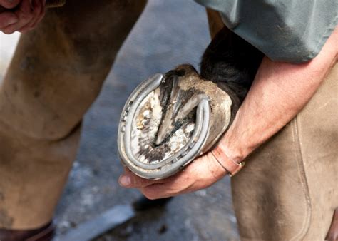 Arklio Uždegimas Simptomai Priežastys Gydymas Fera Lt