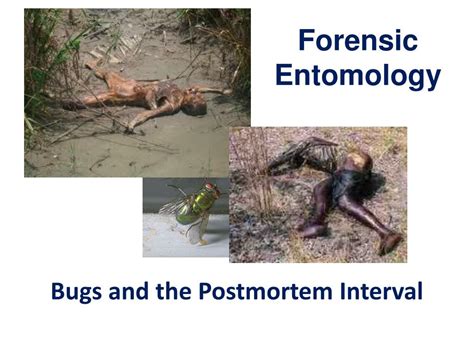 Ppt Bugs And The Postmortem Interval Powerpoint Presentation Free Download Id1552713