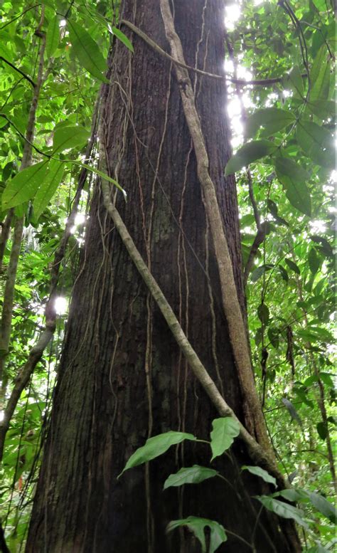 Anthodiscus Chocoensis Arboretum