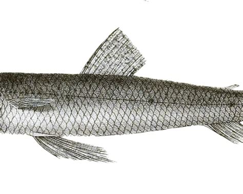 Indian Lizardfish Facts Diet Habitat And Pictures On Animaliabio