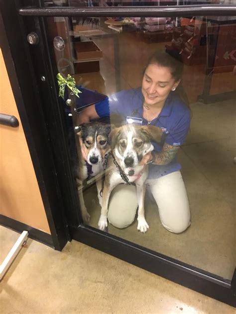 Toby Foxy And Chloe Added A New Toby Foxy And Chloe