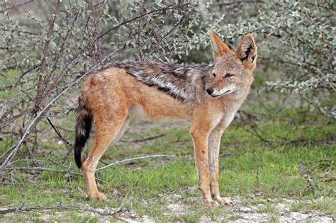 Fileblack Backed Jackal Canis Mesomelas Mesomelas 2 Wikimedia