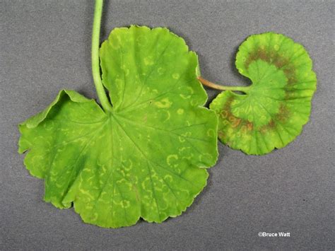 Geranium Pelargonium Flower Break Carmovirus Cooperative Extension