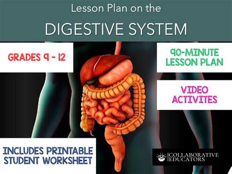Lesson Plan On The Digestive System By Teach Simple