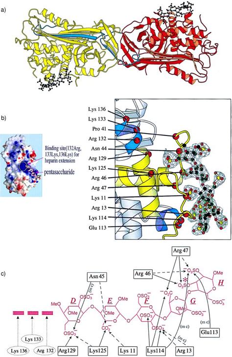 The Anticoagulant Activation Of Antithrombin By Heparin Pmc