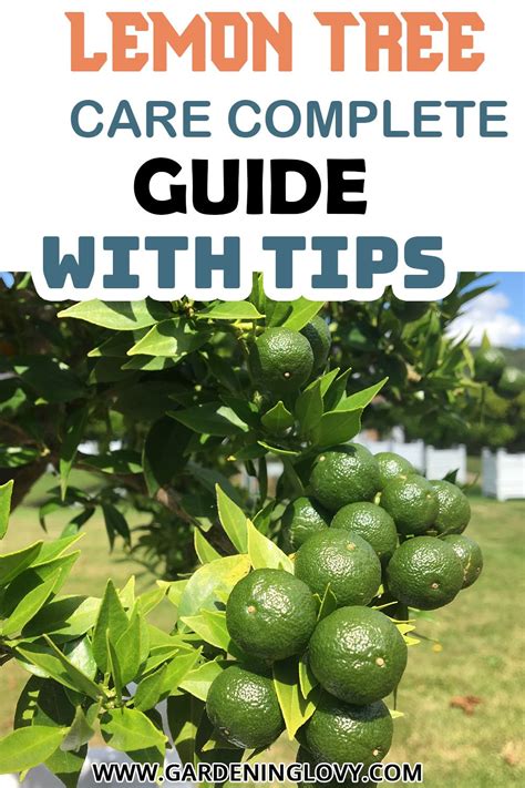 How To Grow And Care Lemon Tree Plant Lemon Tree Maintenance Lemon
