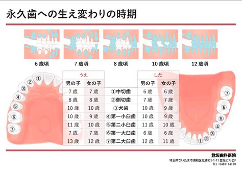 第3回 子供の歯の豆知識 北浦和駅 歯医者 登坂歯科医院【公式】東口2分 土曜・ 日曜診療 医科歯科連携診療